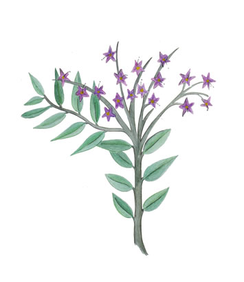 Natre Hierba o Planta Medicinal en Chile